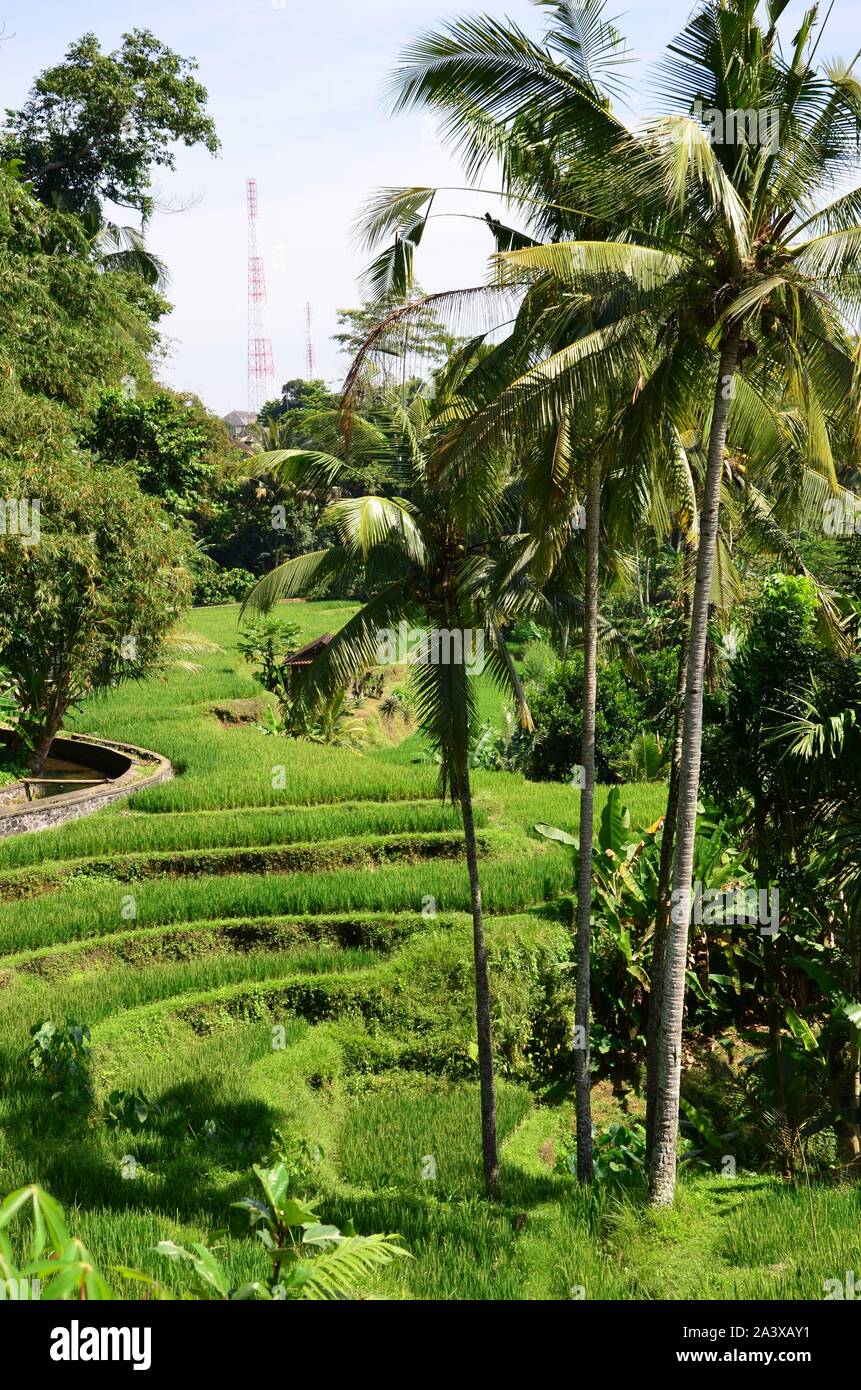 Jungle rice hi-res stock photography and images - Alamy
