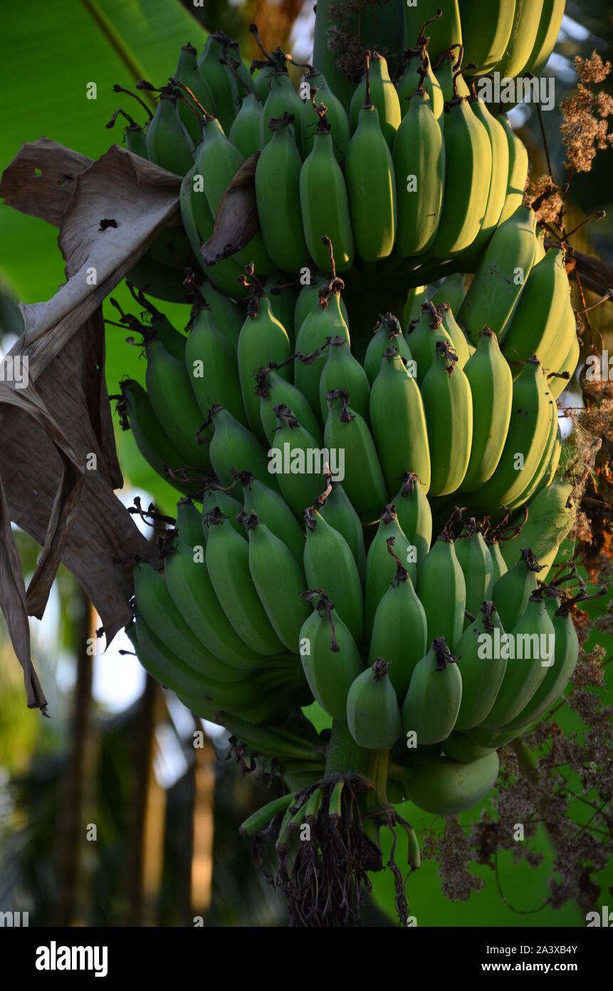The view of the palm trees on tropical island - tree full of bananas ...