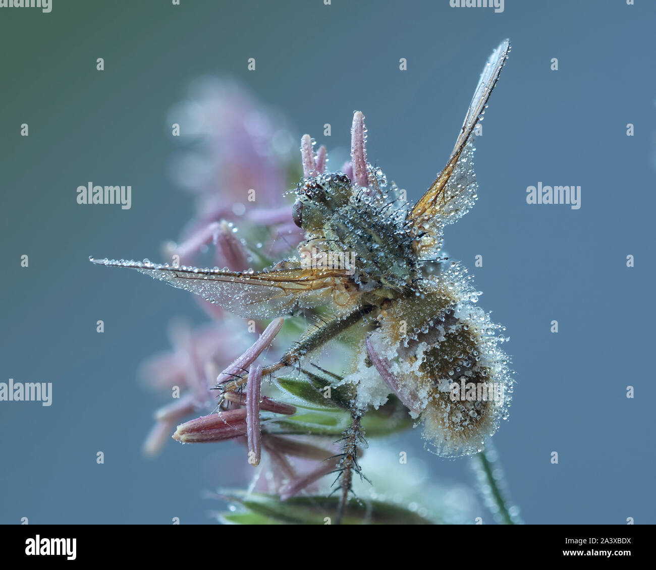 Entomophthora fly hi-res stock photography and images - Alamy