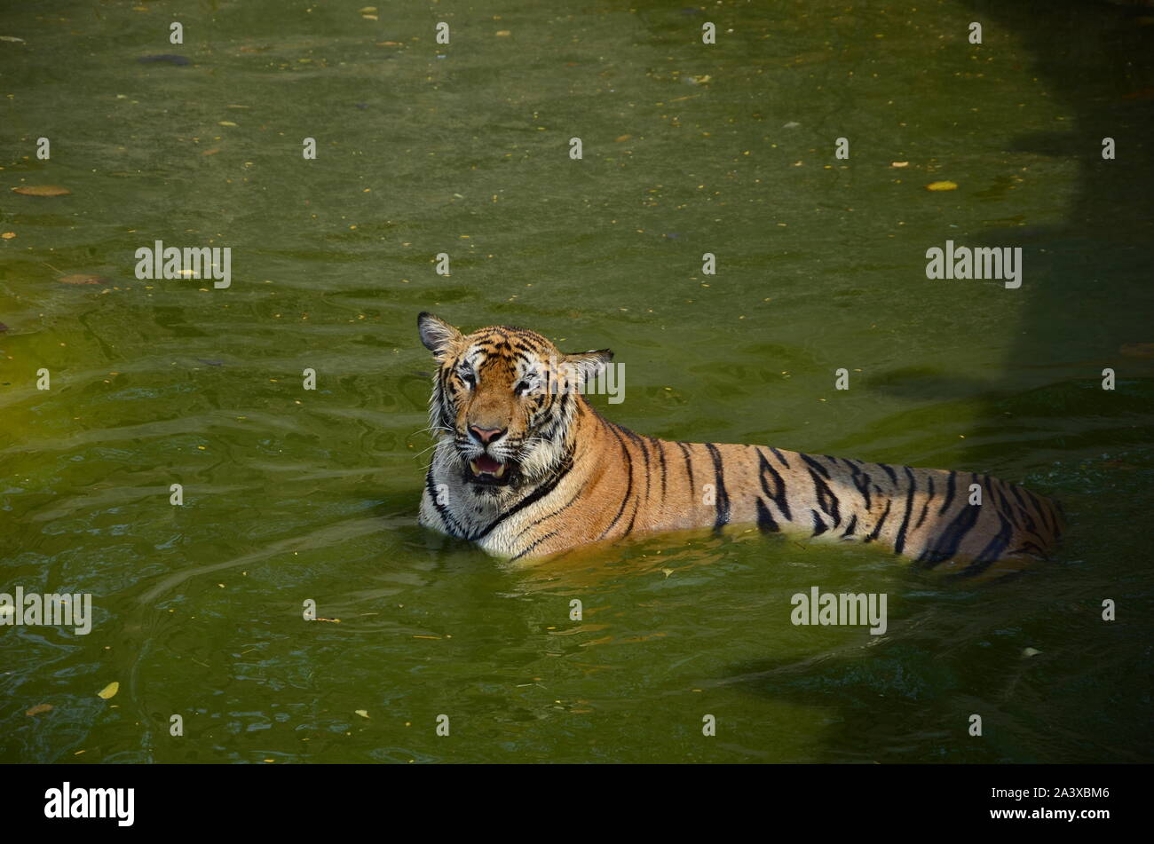 Tiger legs hi-res stock photography and images - Alamy