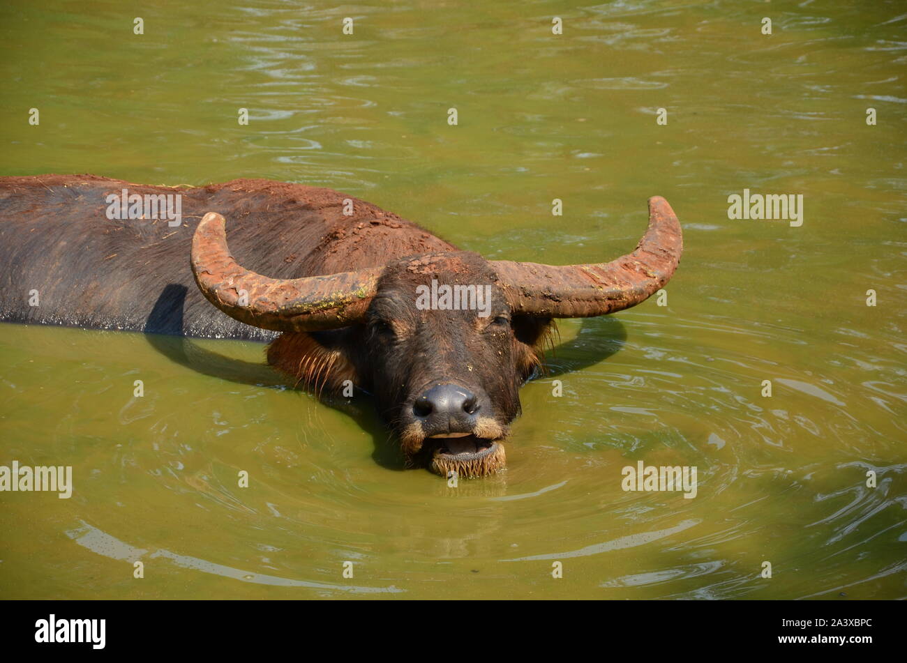 Cooling legs hi-res stock photography and images - Alamy