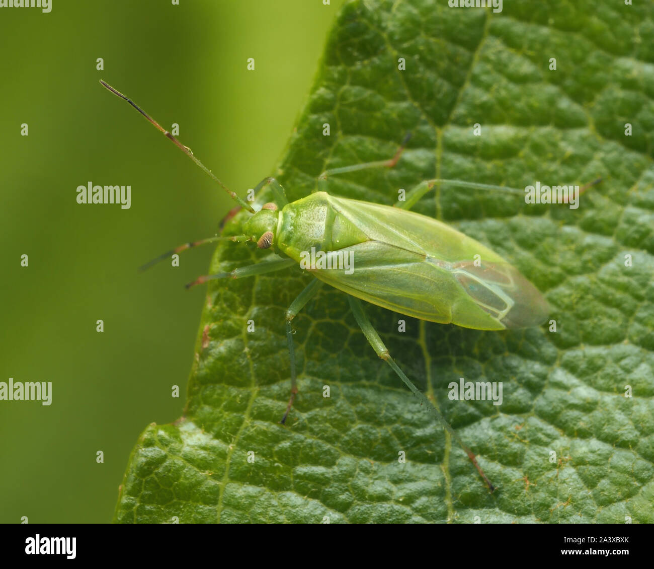 Leaf bugs hi-res stock photography and images - Alamy