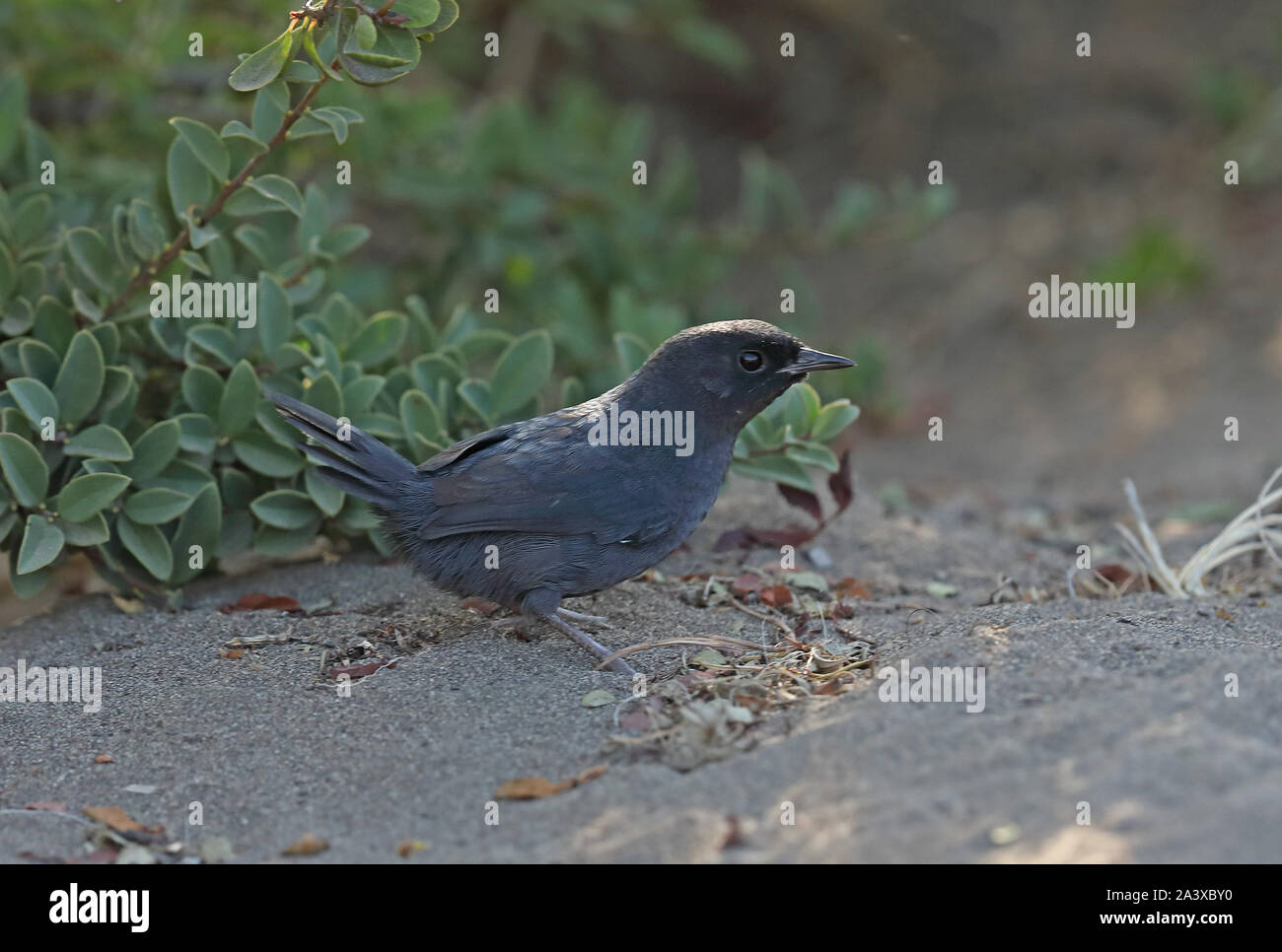 Dusky Tapaculo (Scytalopus fuscus) adult standing on sandy ground ...