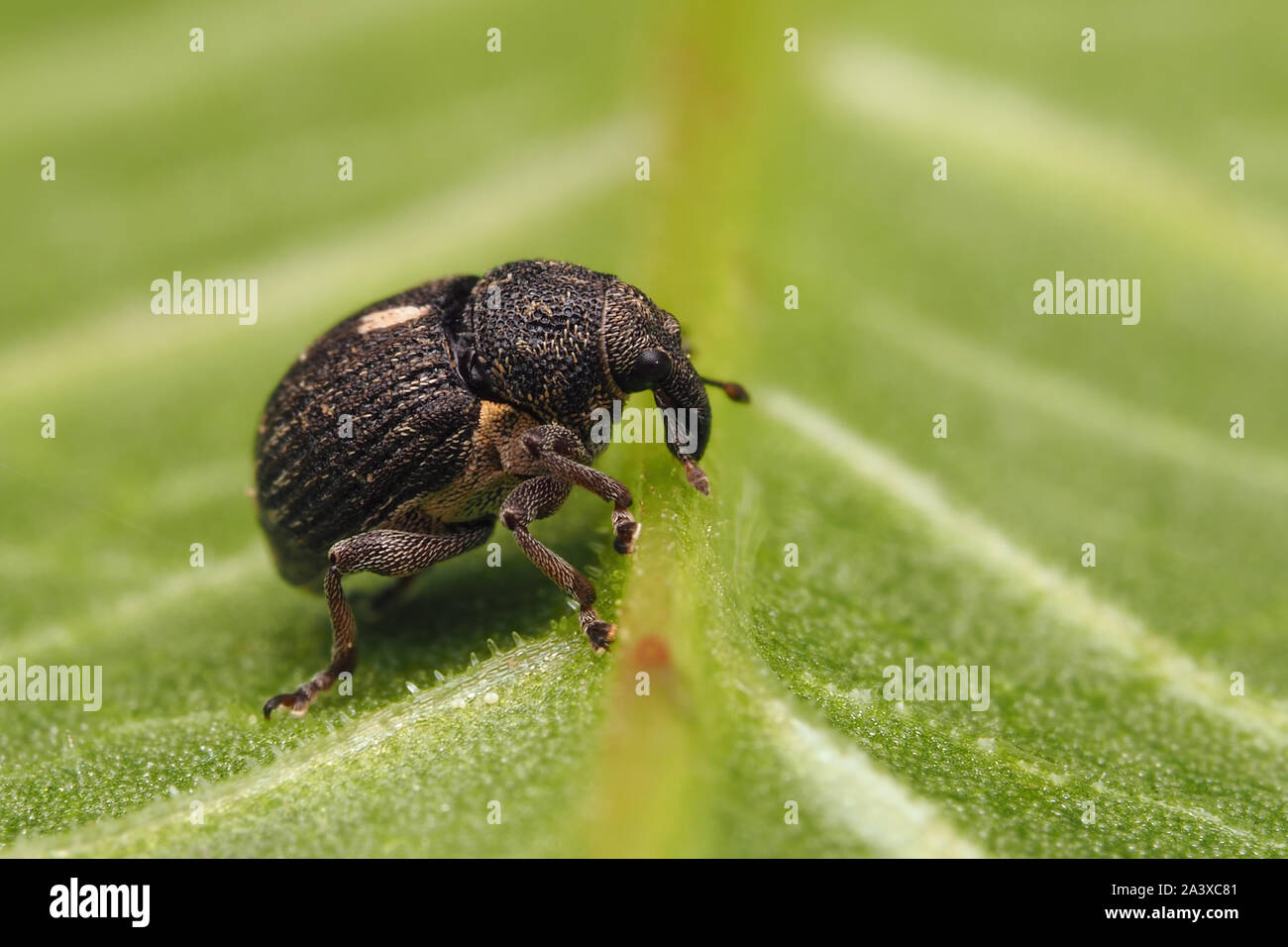 Curculionidae beetles hi-res stock photography and images - Alamy