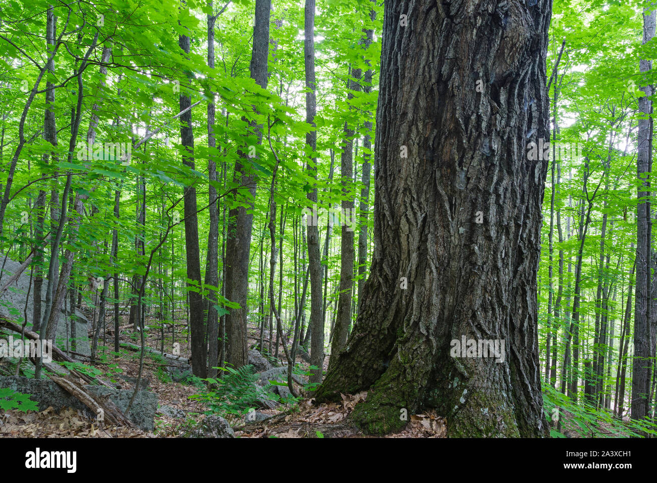 Semi - rich oak - sugar maple forest on Cave Mountain in Bartlett, New ...