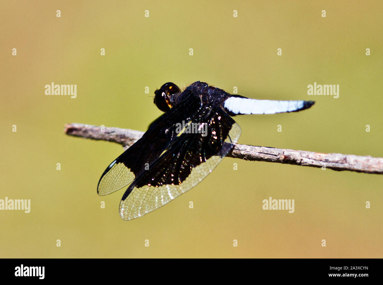 The African Black Widow is a distinctively marked Dragonfly. The males ...