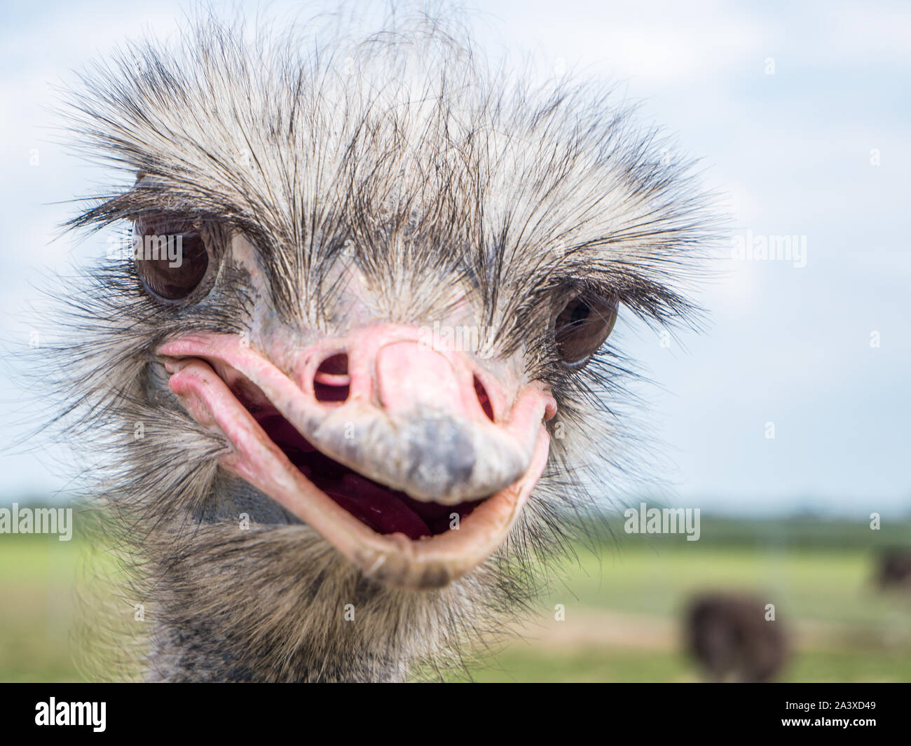 Strauss in portrait Stock Photo - Alamy