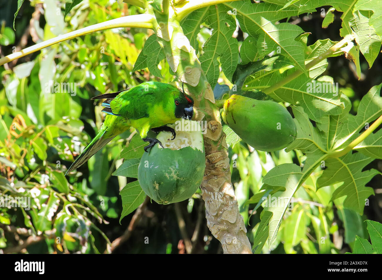 Ouvea parakeet (Eunymphicus uvaeensis) eating papaya on Ouvea Island ...