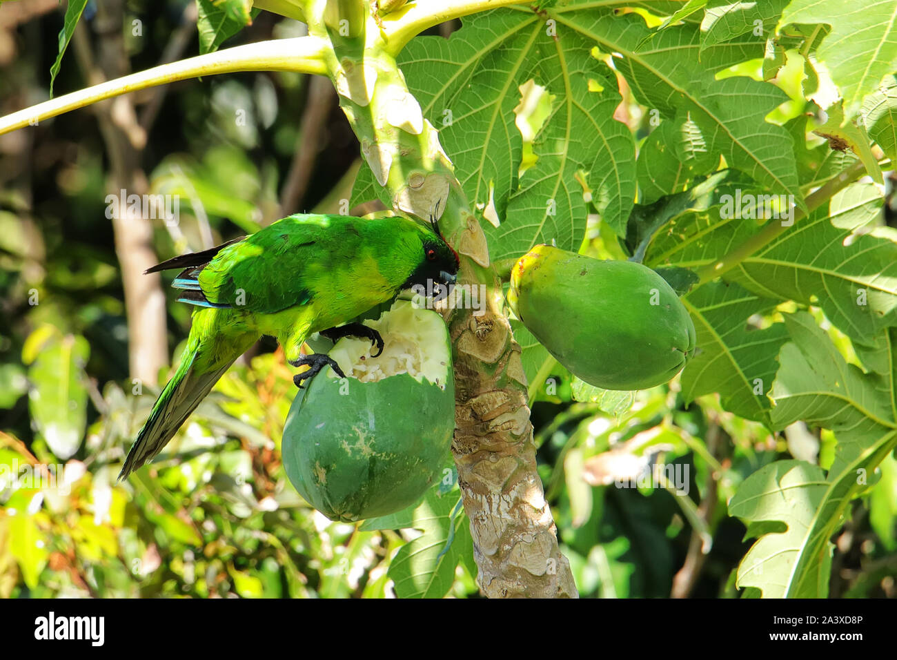 Ouvea parakeet (Eunymphicus uvaeensis) eating papaya on Ouvea Island ...