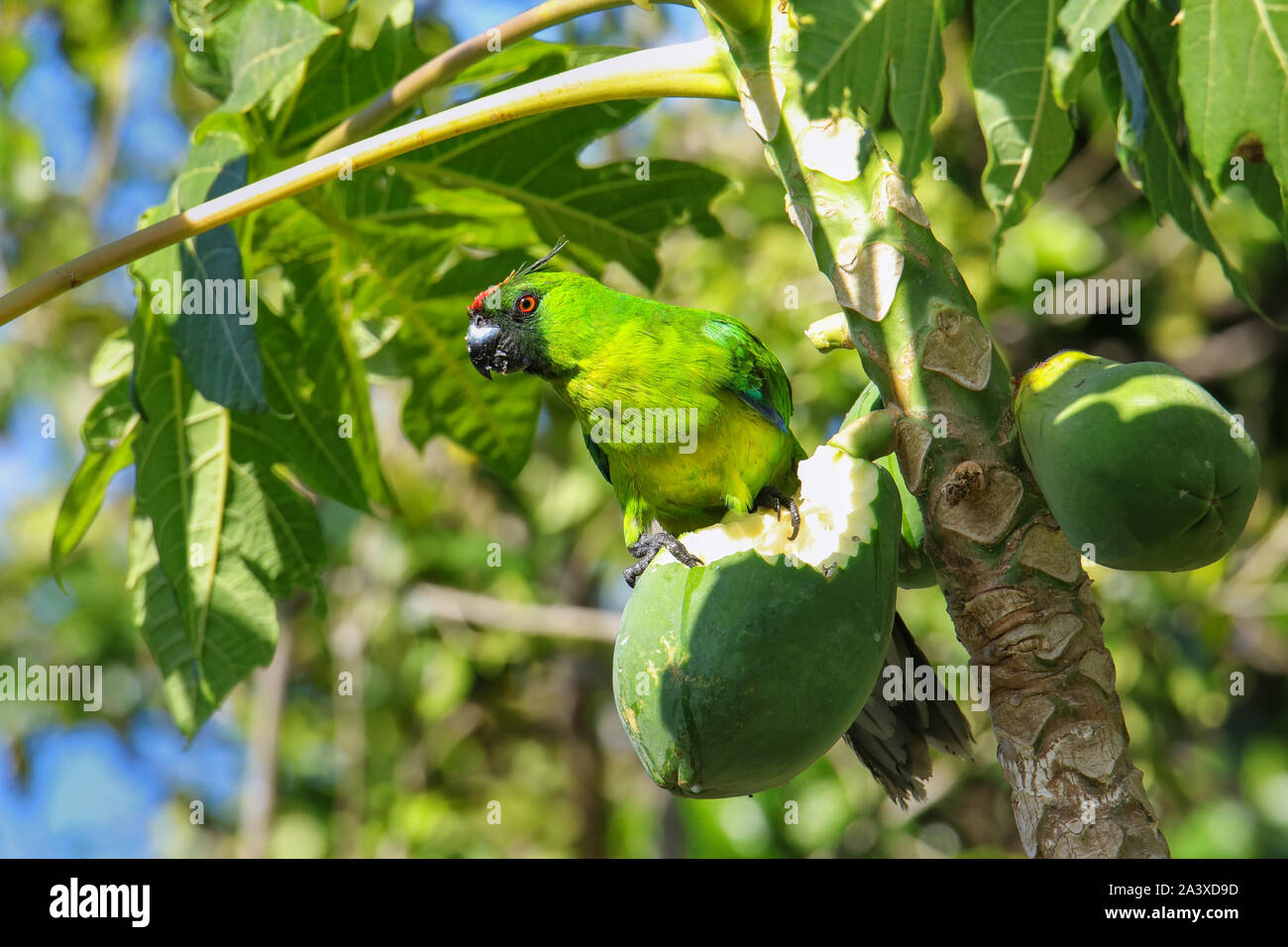 Ouvea parakeet (Eunymphicus uvaeensis) eating papaya on Ouvea Island ...