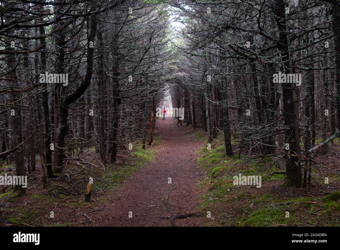 Trail through forest in Green Point, Gros Morne National Park ...