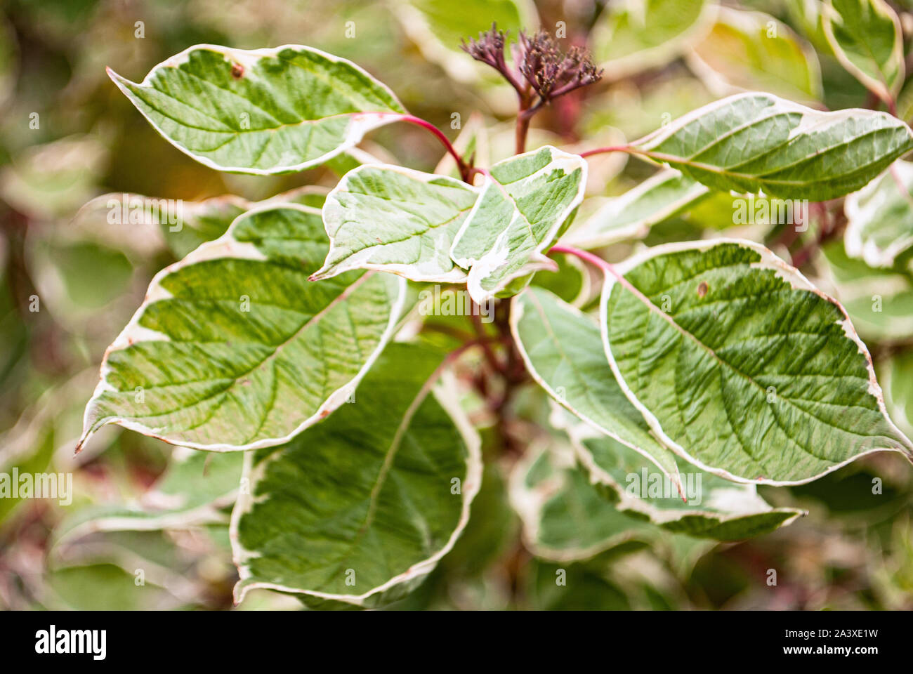Decorative bush with green leaves and a light edging Stock Photo - Alamy