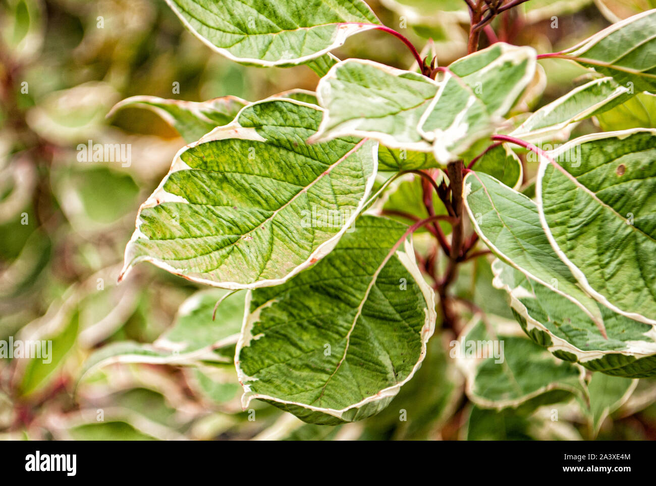 Decorative bush with green leaves and a light edging of edges for ...