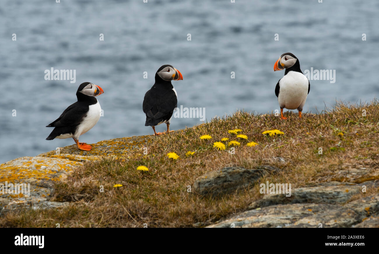 Puffins at the puffin colony in Elliston, Newfoundland Stock Photo - Alamy