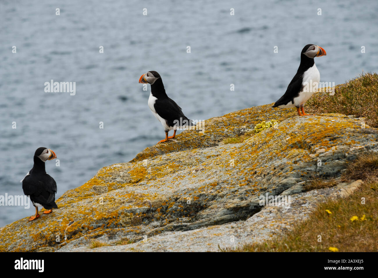 Puffins at the puffin colony in Elliston, Newfoundland Stock Photo - Alamy