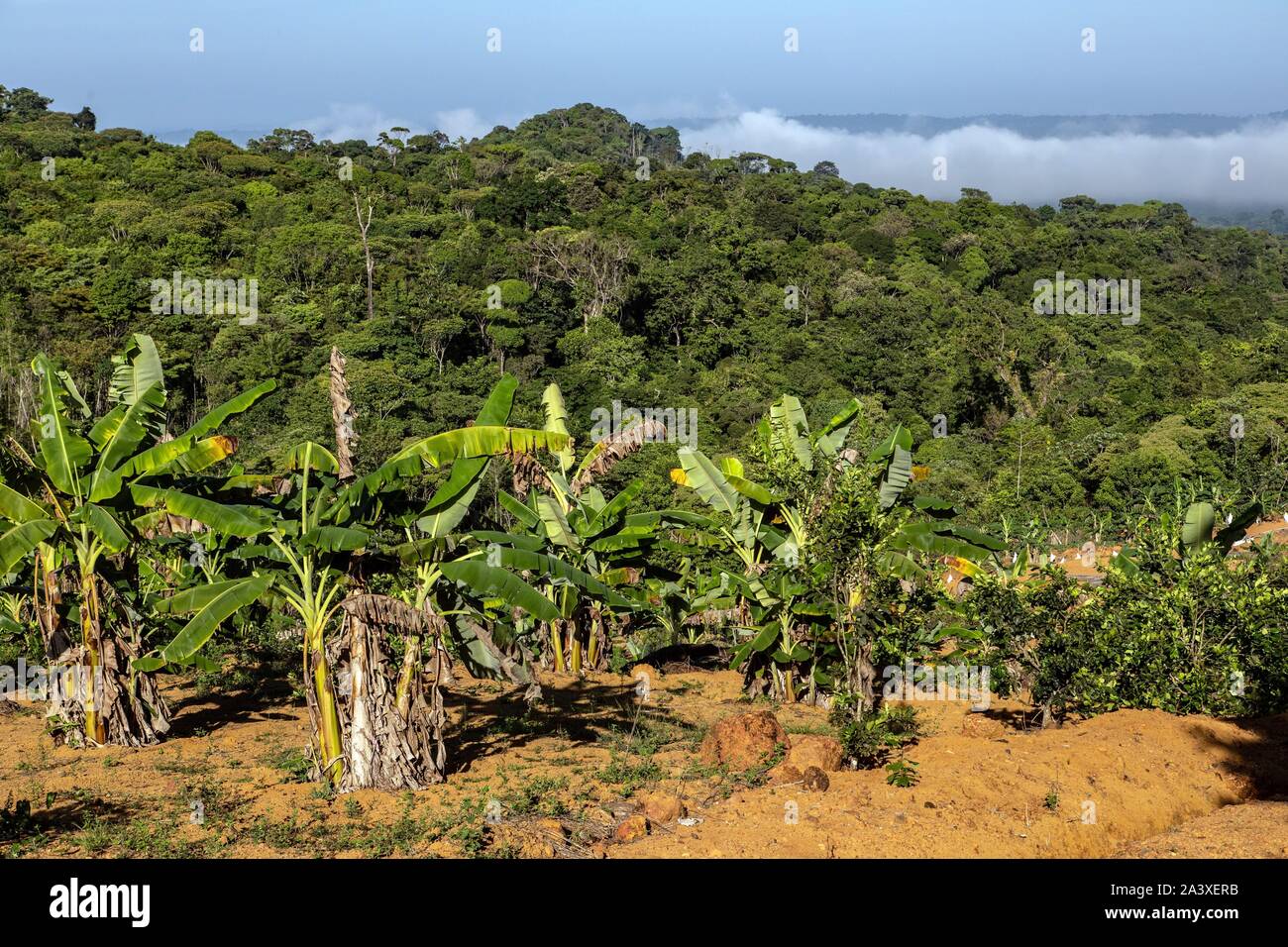 BANANA PLANTATION IN THE HEART OF THE AMERINDIAN FOREST PLANTED BY ...