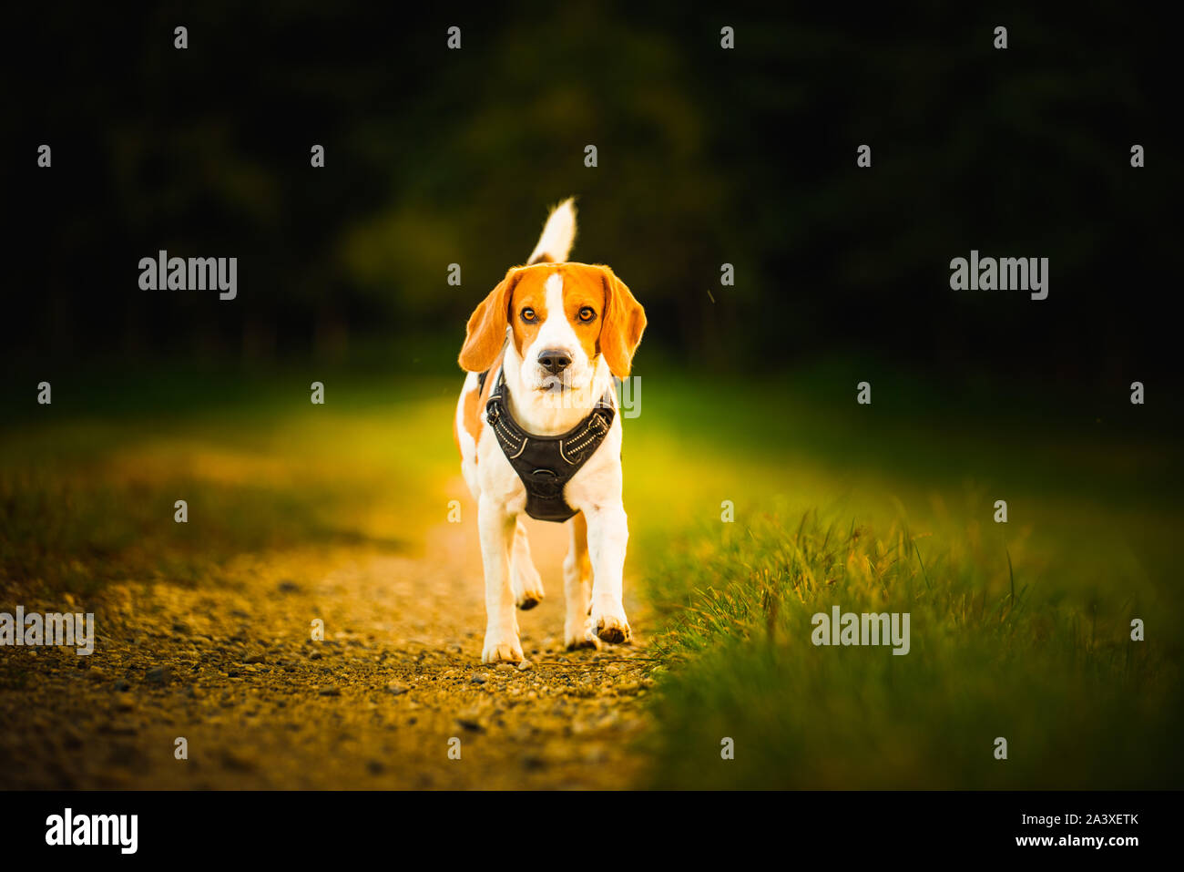 Beagle dog walks down a path between fields Stock Photo - Alamy