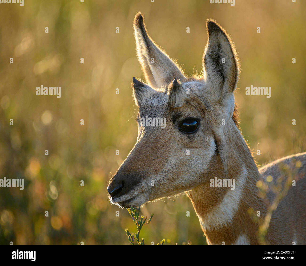 Baby Pronghorn