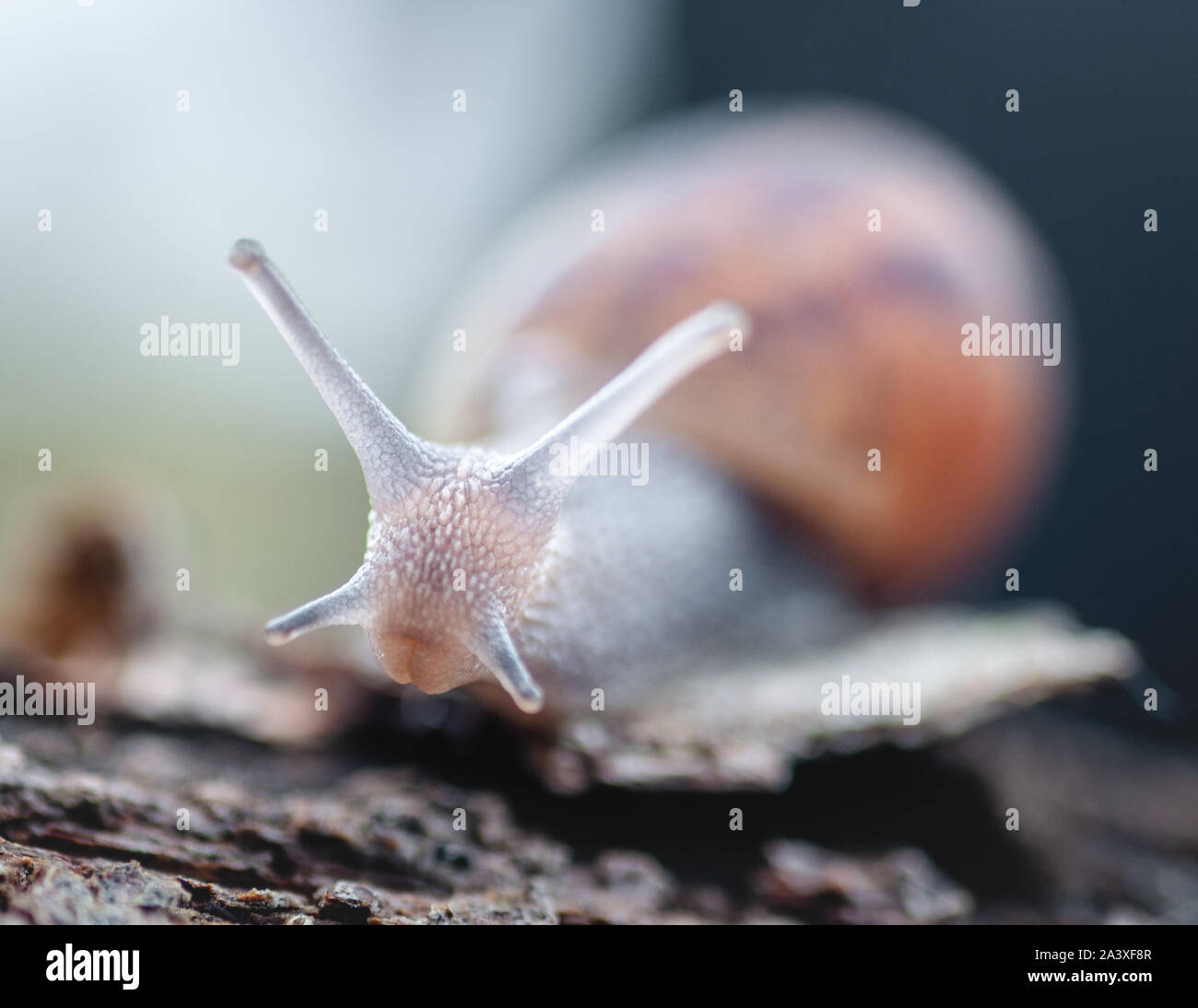 Escargot snail hi-res stock photography and images - Alamy