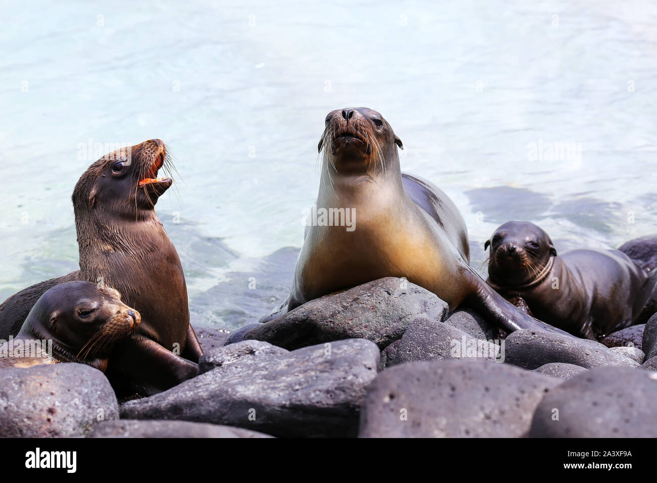 Galapagos sea lions lying on rocks at Suarez Point, Espanola Island ...