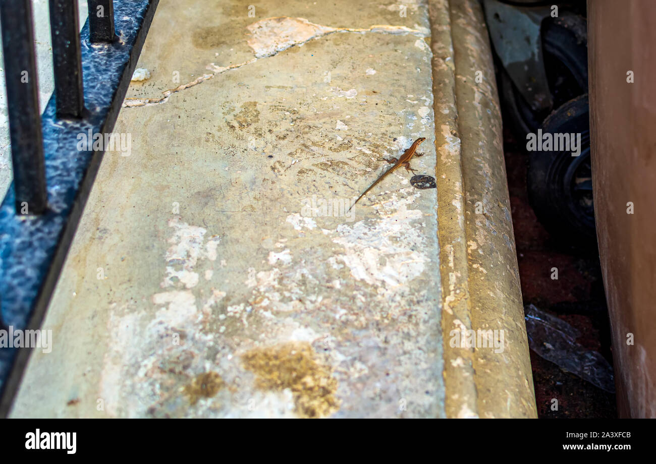 Endemic maltese lizards hi-res stock photography and images - Alamy