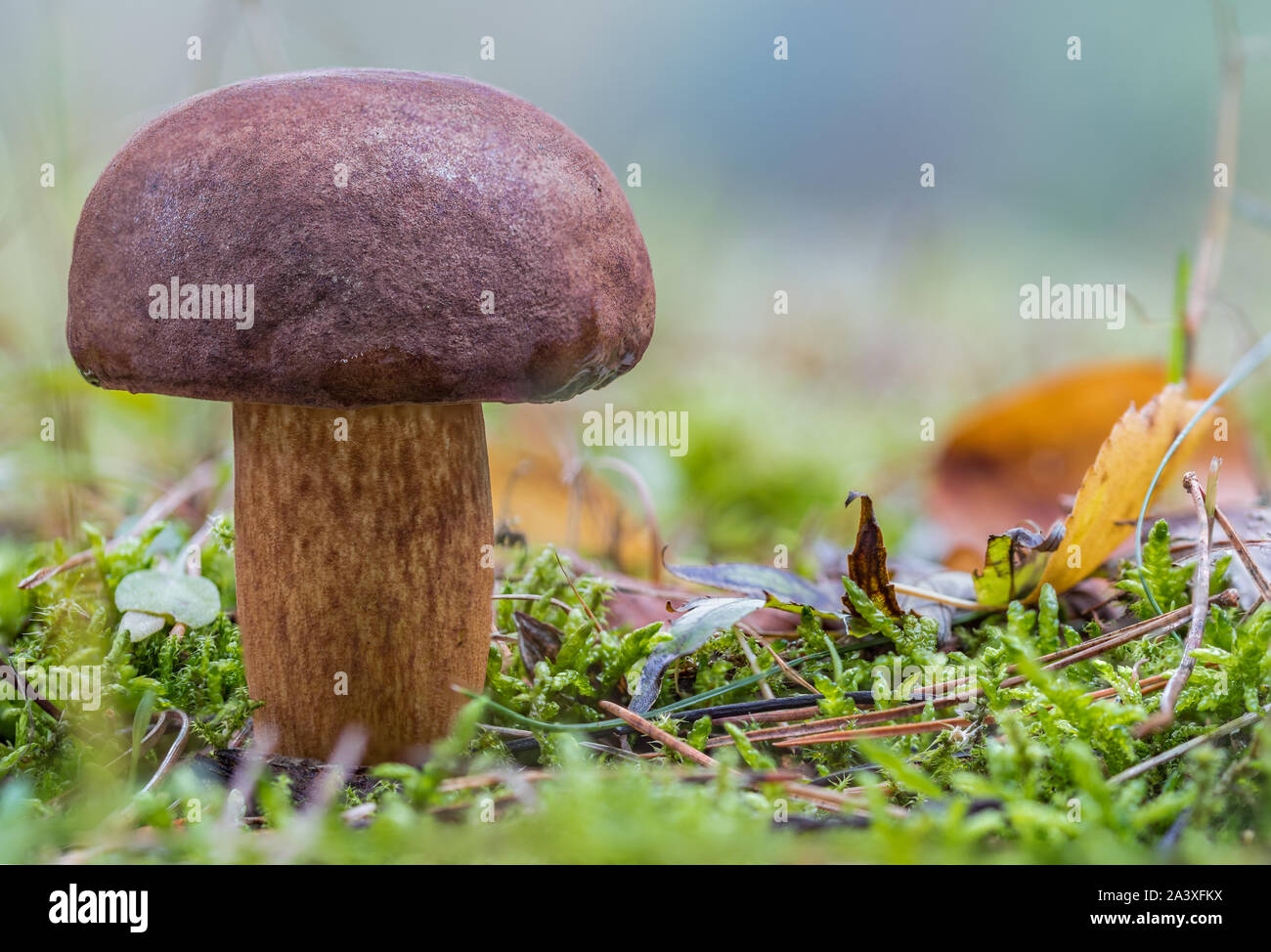 small chestnut mushroom Stock Photo - Alamy