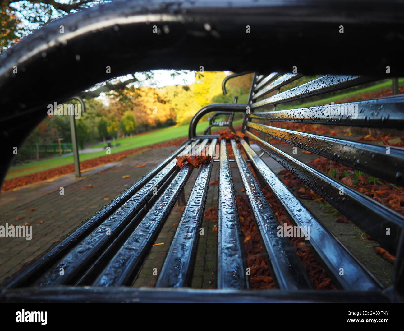 Conkers in uk hi-res stock photography and images - Alamy