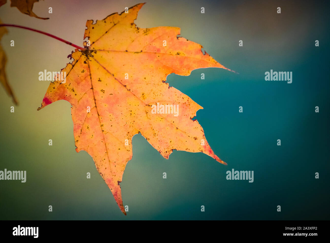 Colorful maple tree leave turning gold and red in autumn as the seasons ...
