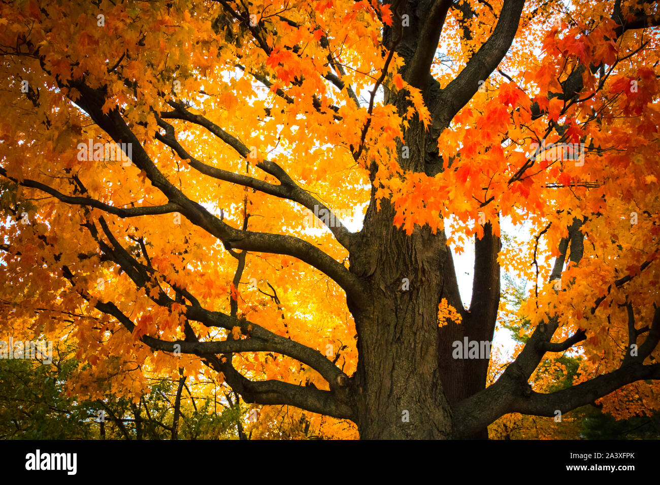 Colorful maple tree leaves turning gold and red in autumn as the ...