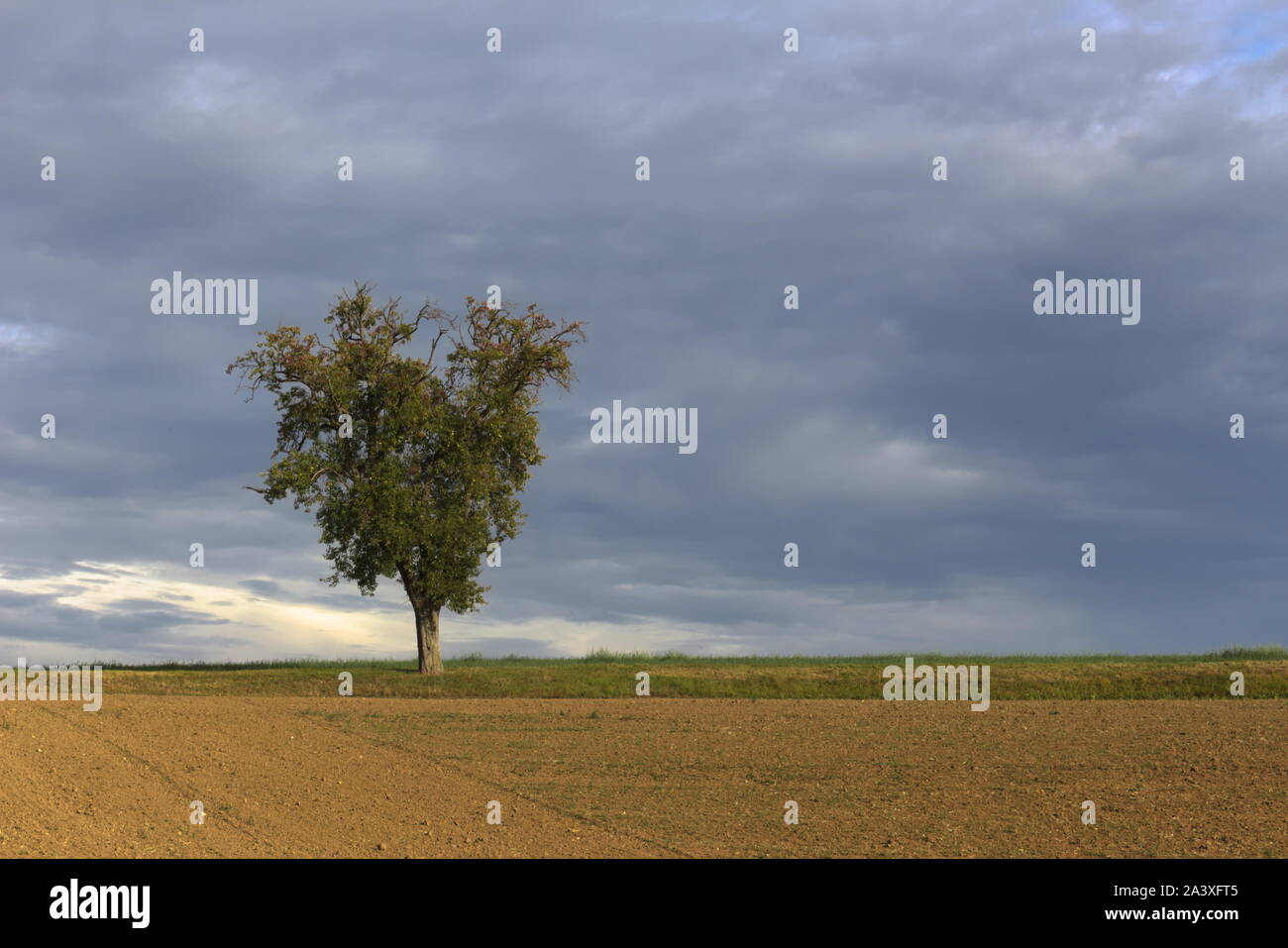Single apple on a tree hi-res stock photography and images - Alamy