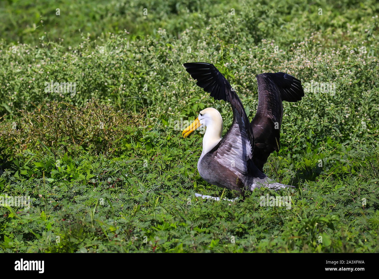 Albatross wings hi-res stock photography and images - Alamy