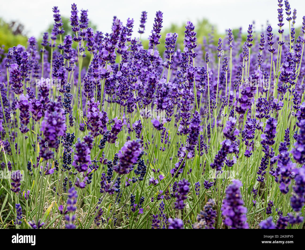 Real Lavender Lavandula Angustifolia High Resolution Stock Photography ...