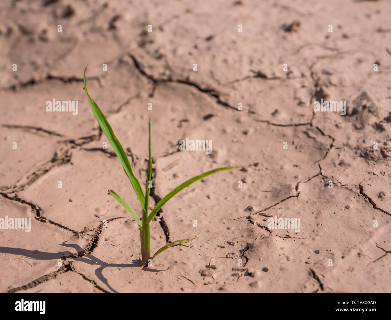Dead soil hi-res stock photography and images - Alamy