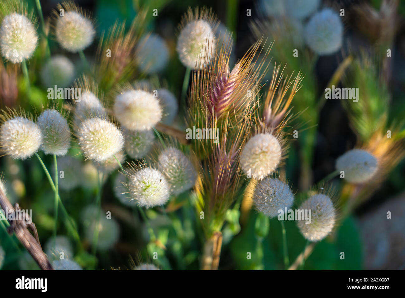 vegetation on a sand dune in Malta Stock Photo - Alamy