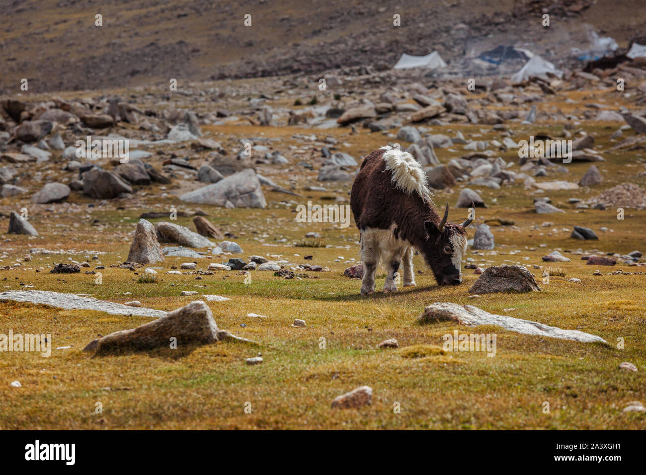 Black yak bos mutus hi-res stock photography and images - Alamy