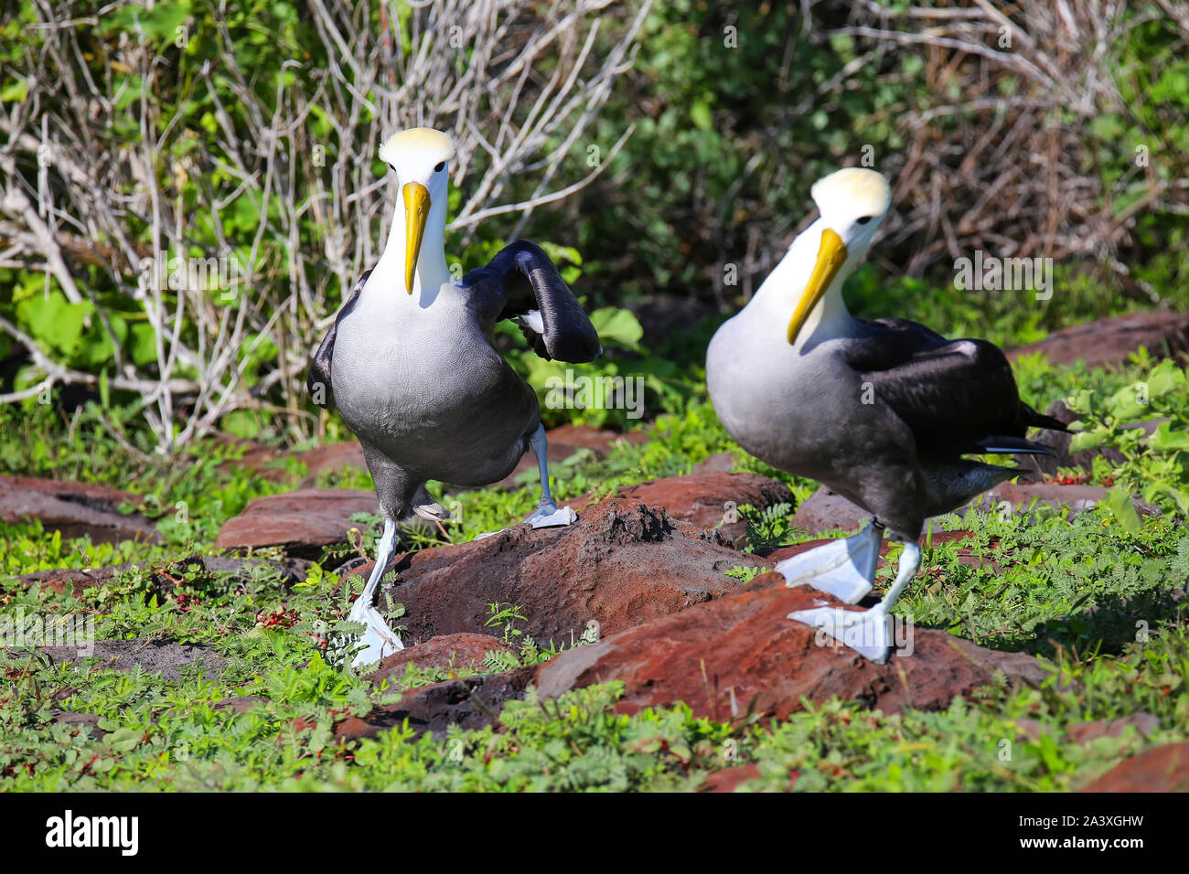 Female albatross hi-res stock photography and images - Alamy