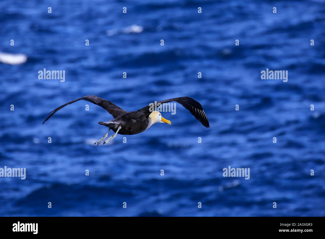 Flying albatross hi-res stock photography and images - Alamy