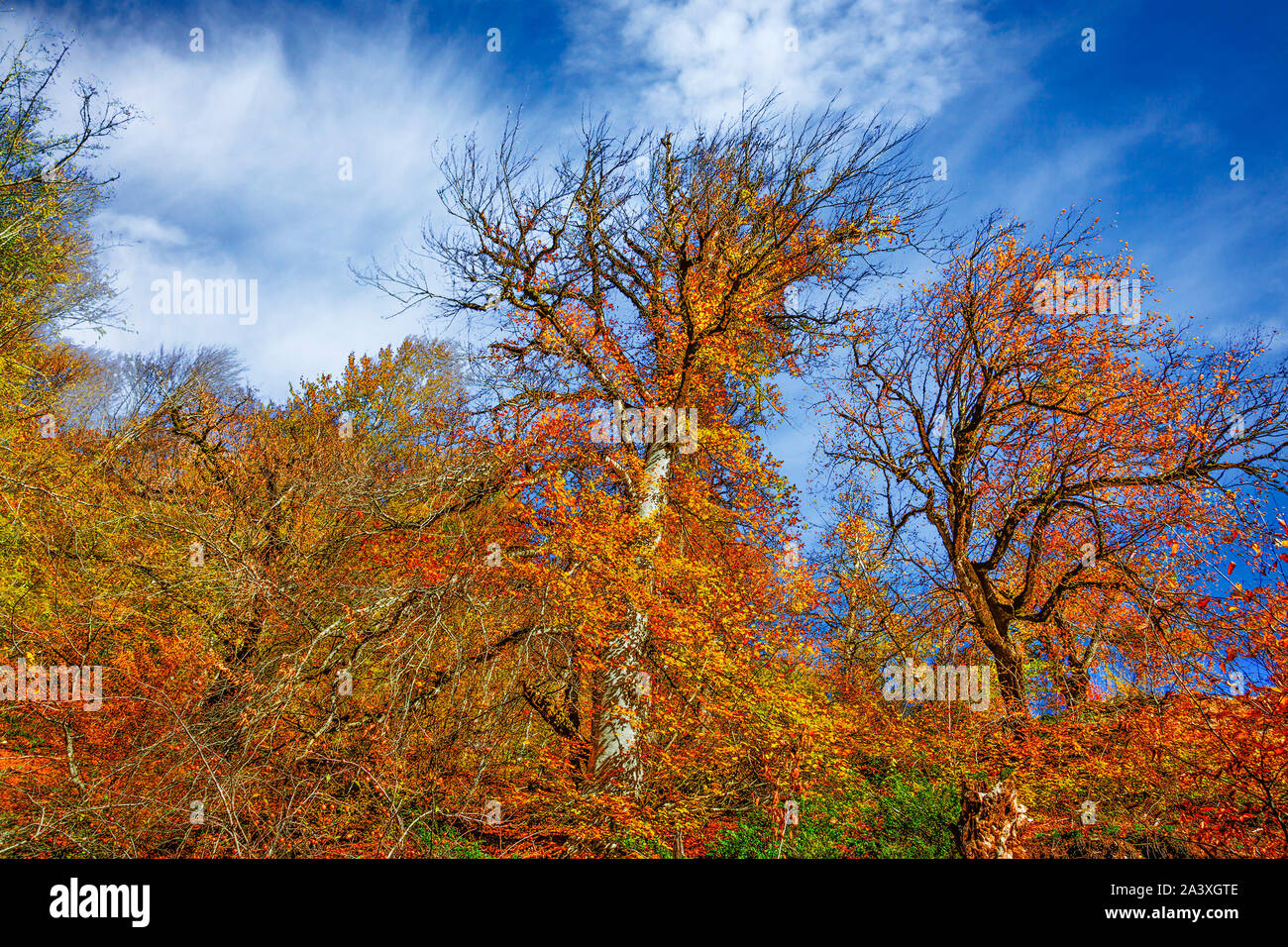 Jungle fall hi-res stock photography and images - Alamy