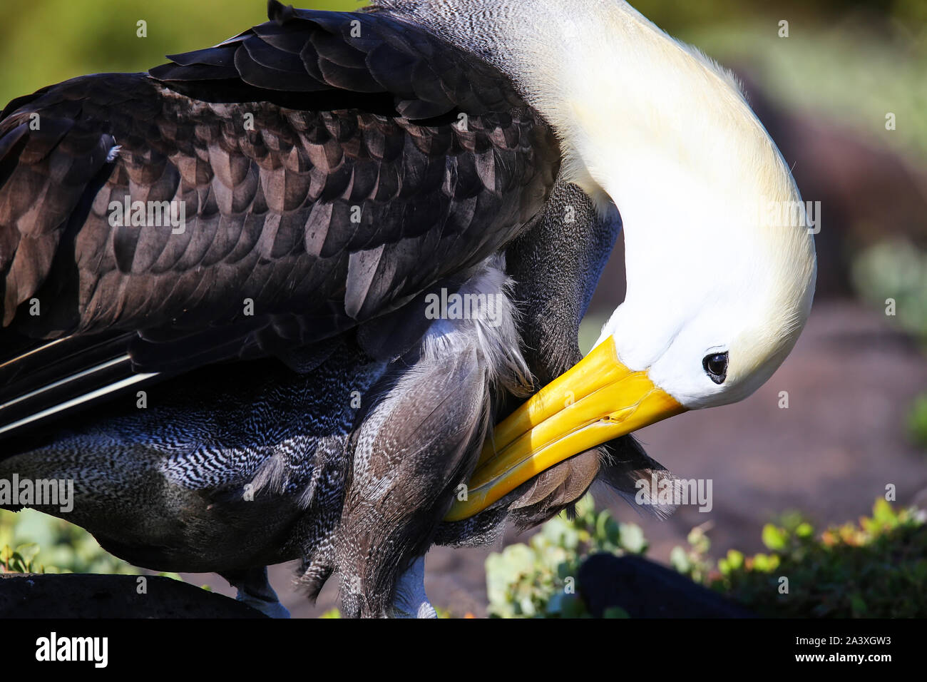 Waved albatross grooming hi-res stock photography and images - Alamy
