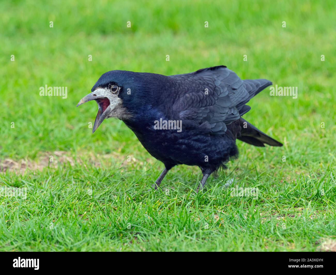 Rook Corvus frugilegus calling on coastal field Norfolk Stock Photo - Alamy