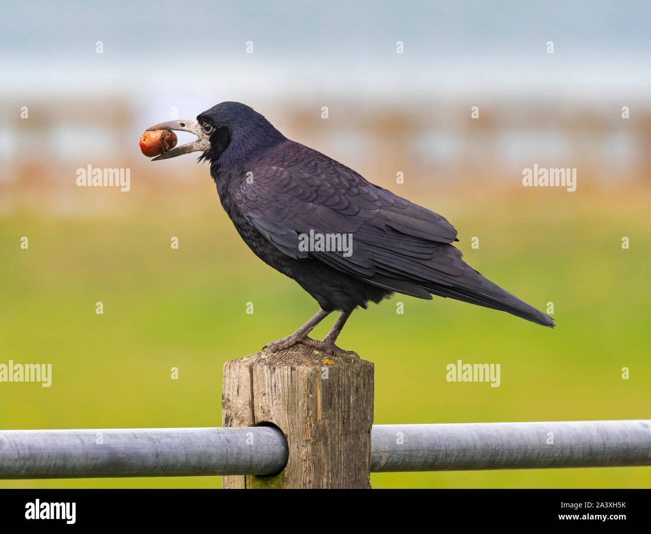 Rook Feeding High Resolution Stock Photography and Images - Alamy