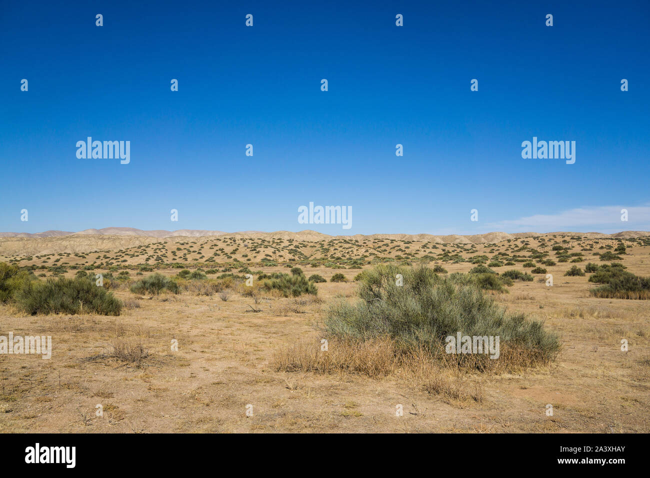 Desert In Bloom High Resolution Stock Photography and Images - Alamy
