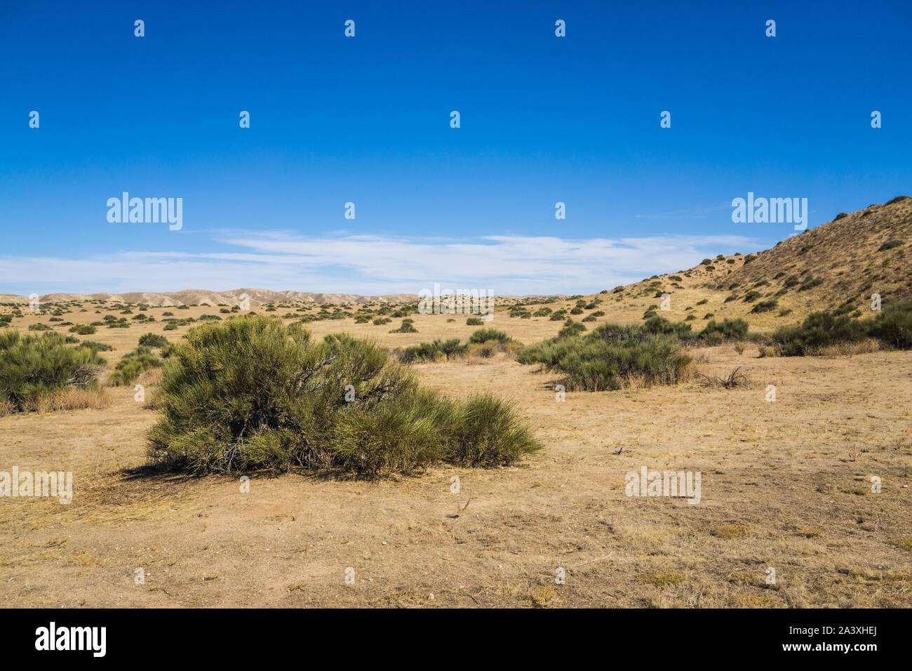 Desert In Bloom High Resolution Stock Photography and Images - Alamy