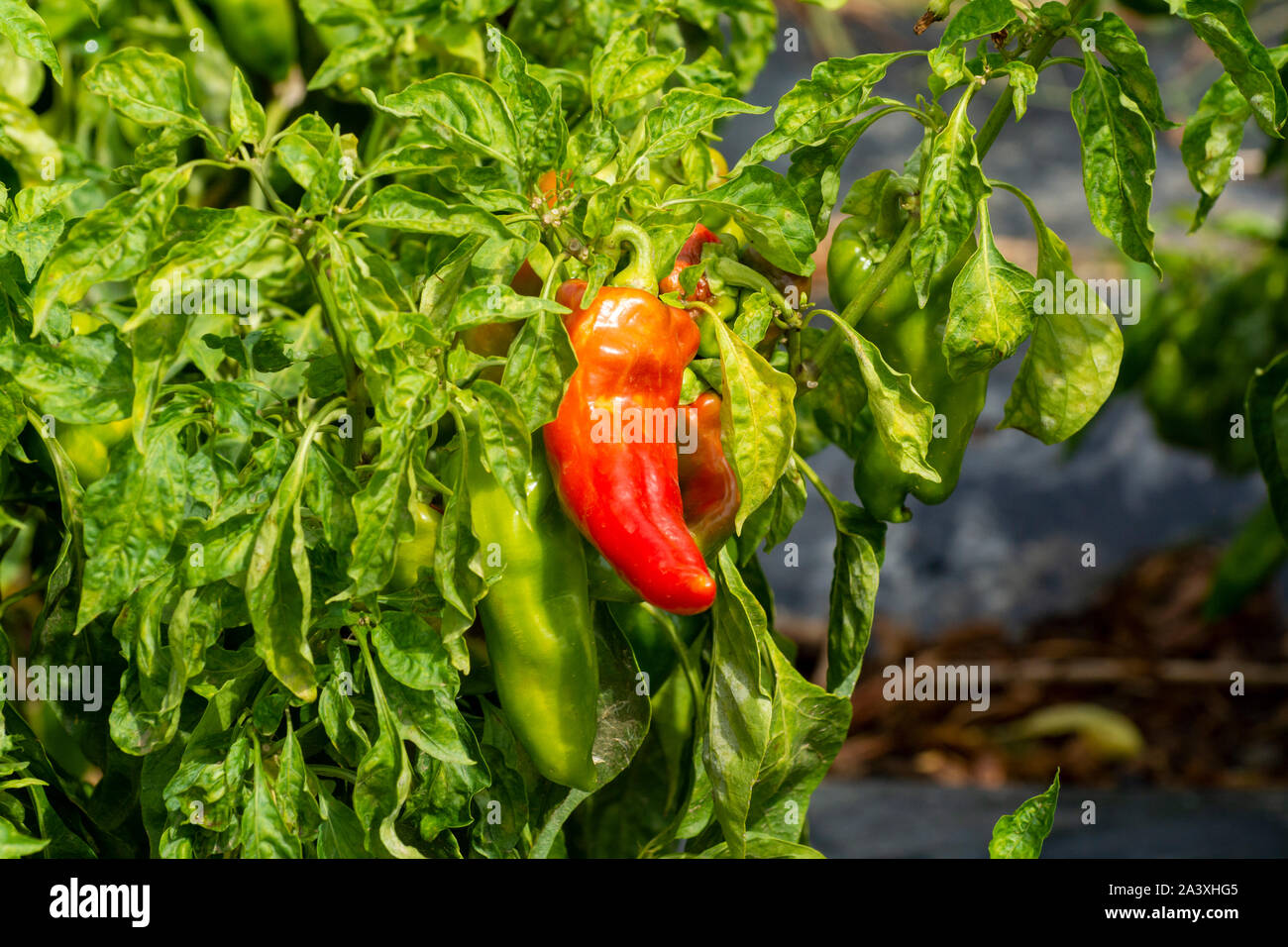 Red sweet turkish paprika vegetable growing on fields in Spain Stock ...