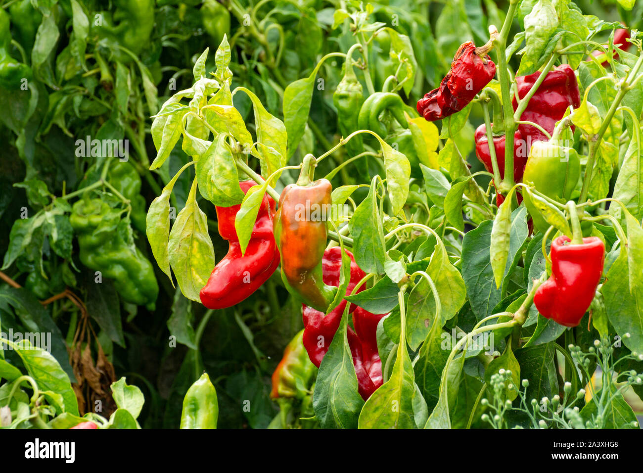 Red sweet turkish paprika vegetable growing on fields in Spain Stock ...