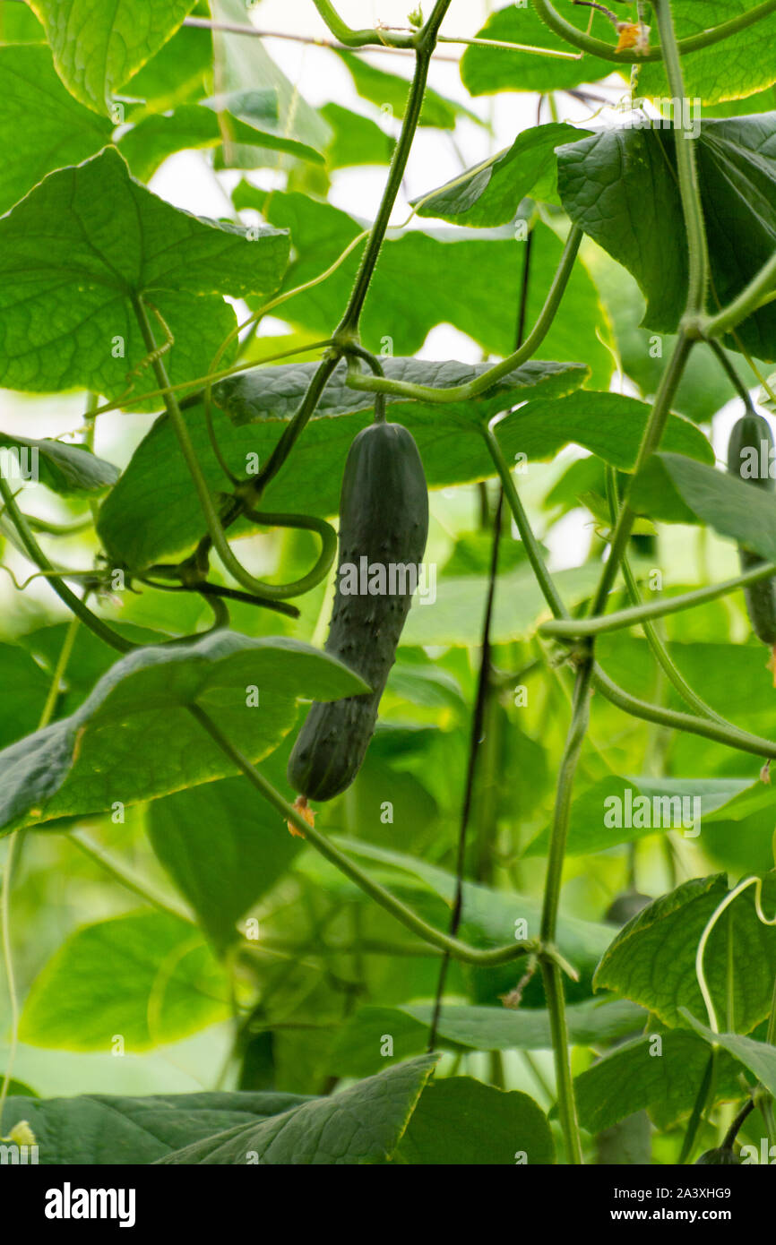 Spanish cucumbers hi-res stock photography and images - Alamy