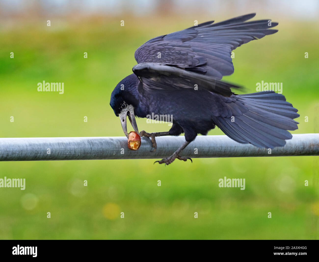 Rook Feeding High Resolution Stock Photography and Images - Alamy