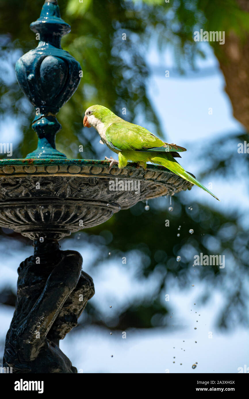 Little green parrot sits fountain and drinks water, nature life ...