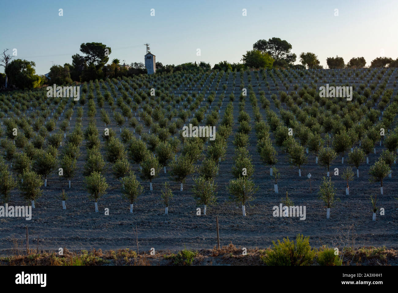 Young olive trees growing on plantations in rows in Andalusia near ...