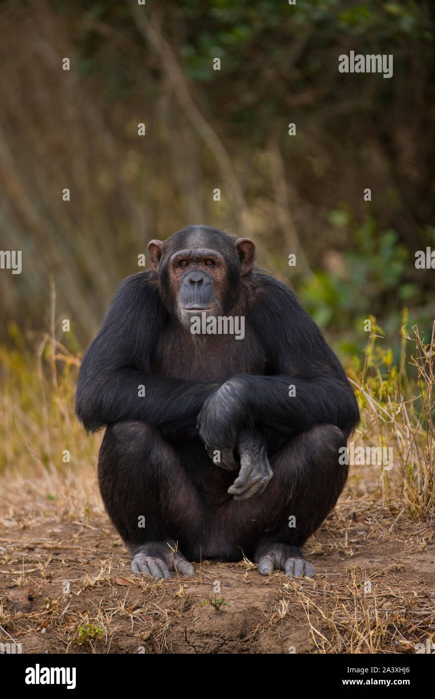 Chimpance hi-res stock photography and images - Alamy